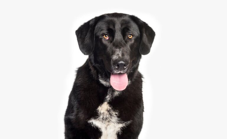 Labrador Blanco | Características, Cuidados y Precio!