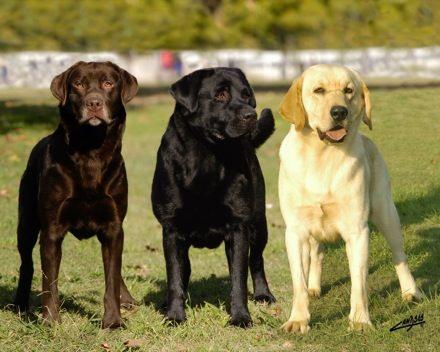 ¿Cómo escoger el mejor criadero de labrador retriever? 2025🥇