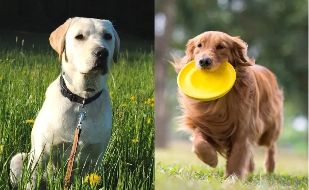 Diferencia entre Golden y Labrador |【Los Mejores Tips y Datos】🥇