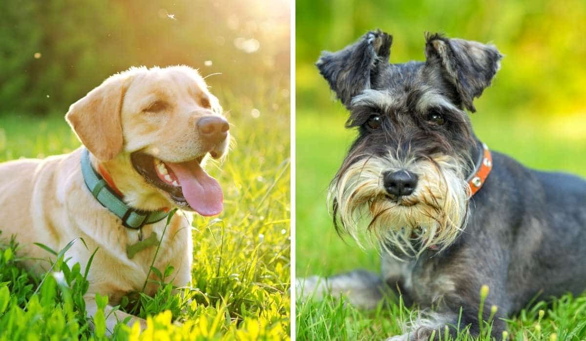 Schnauzer cruzado con labrador〖La Guia Completa