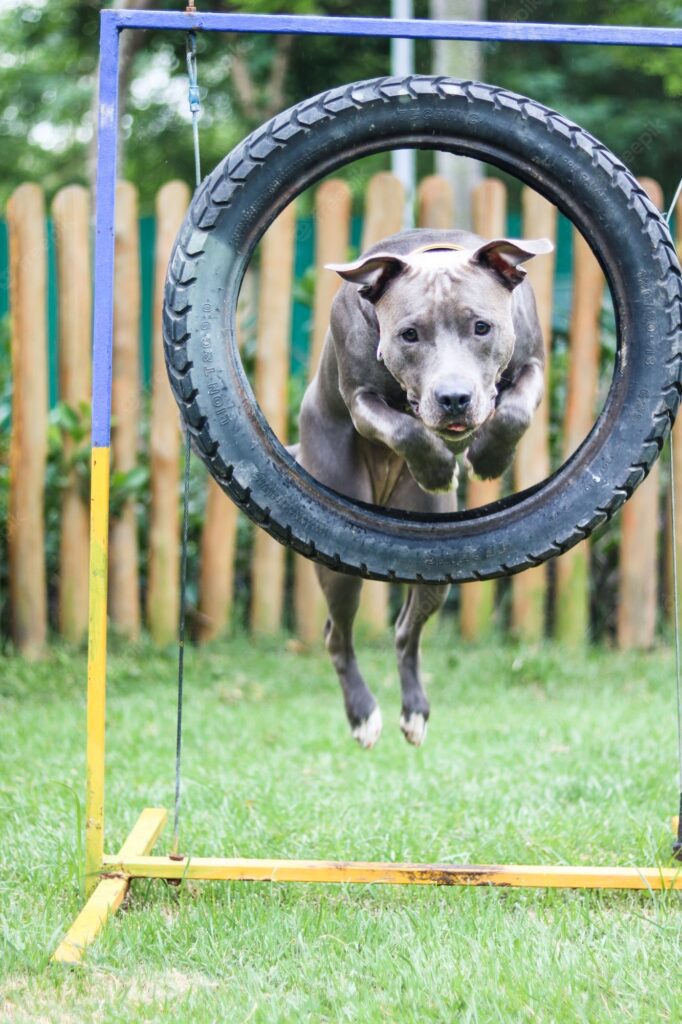 Labrabull | Cruza de Pitbull con Labrador 🥇 | Mi Labrador