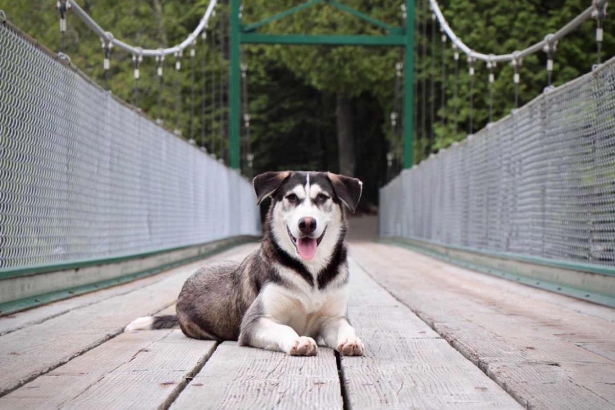 Huskador o Labsky |【 Características, Cuidados, Precio y Fotos】♛